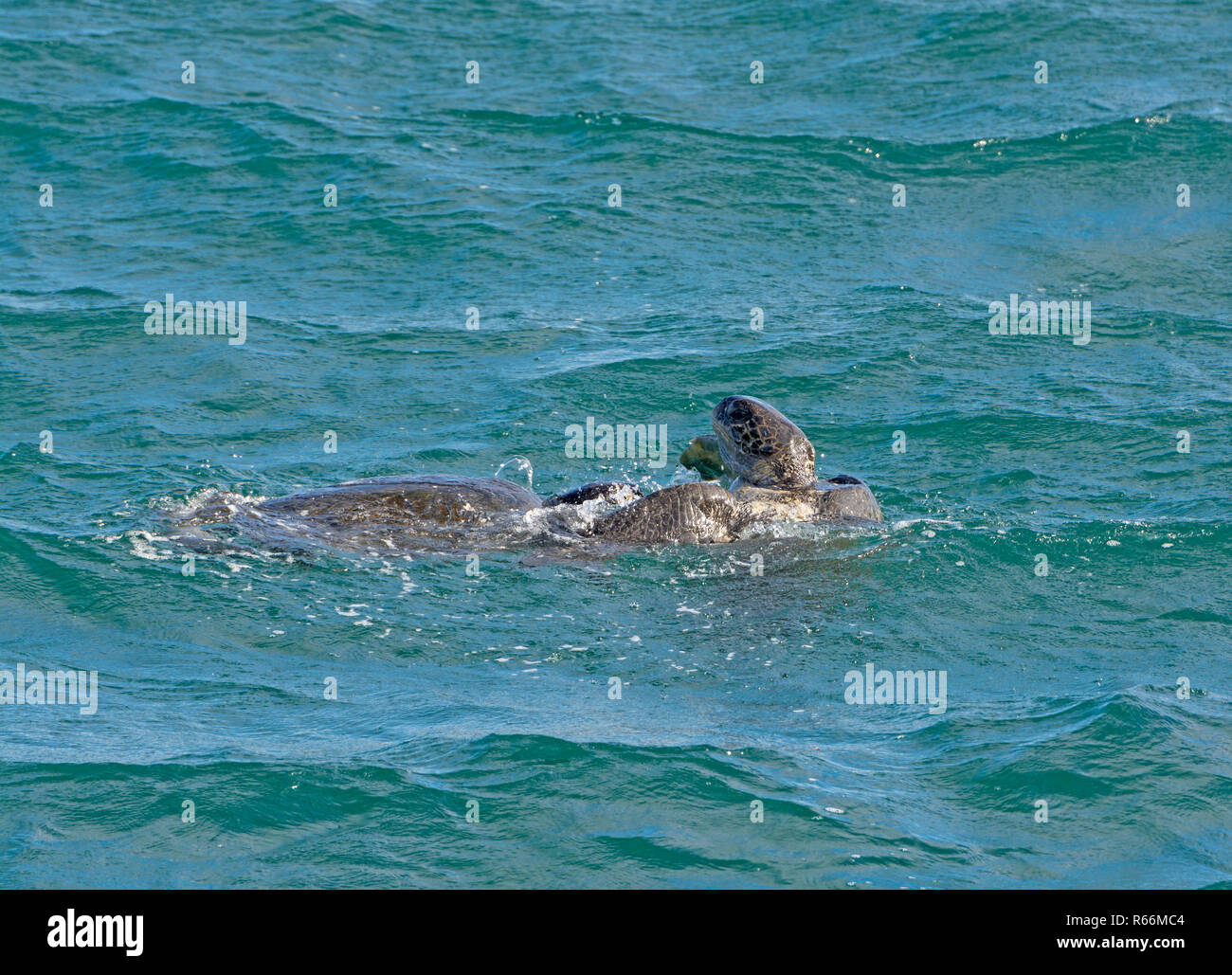 Galapagos green turtles mating hi-res stock photography and images - Alamy