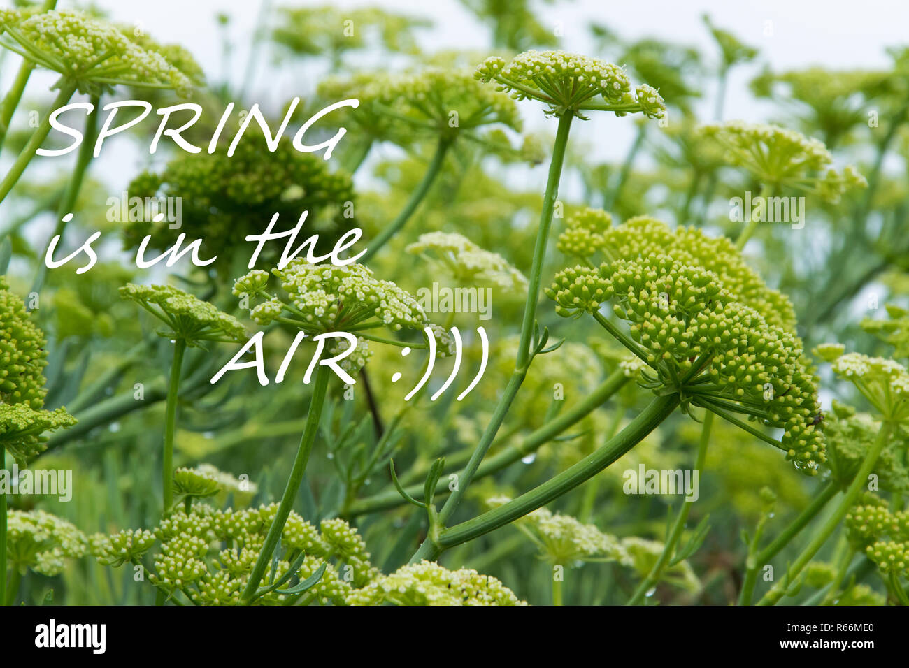 Wildflower fresh background with text "Spring is in the air Stock Photo ...