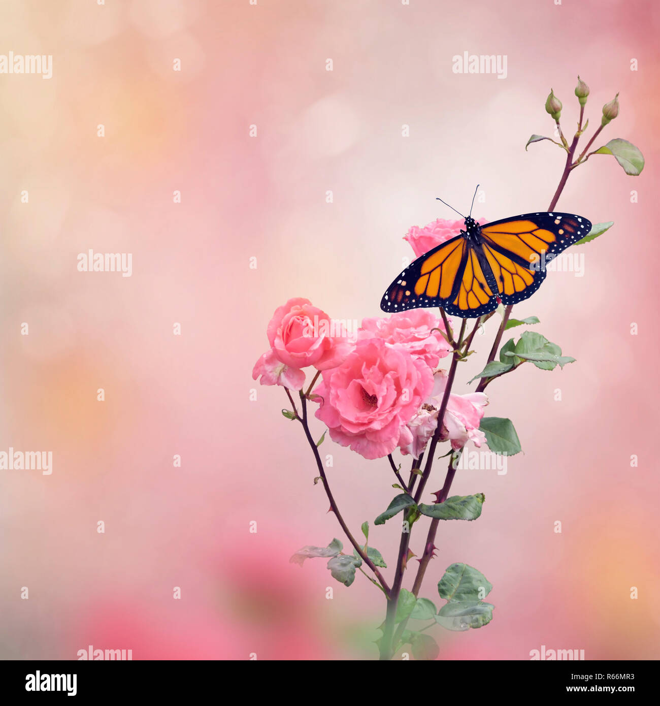 Monarch Butterfly on Rose bush Stock Photo - Alamy