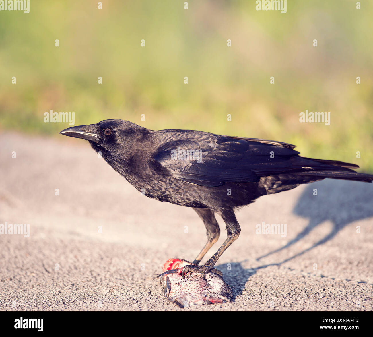 Crow eating a fish Stock Photo - Alamy