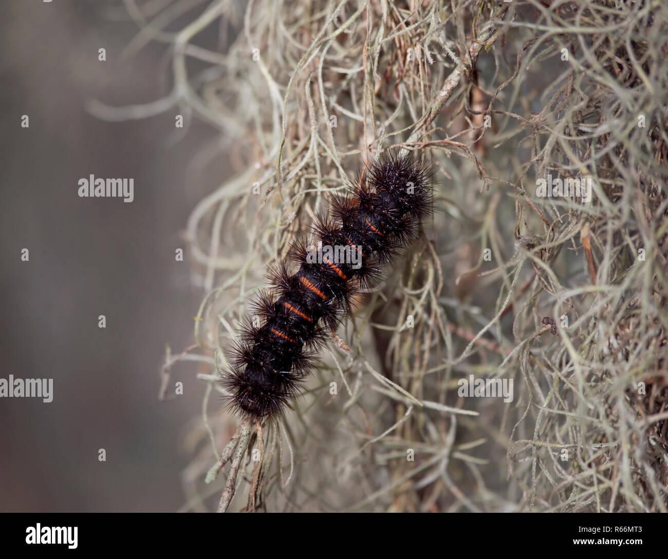 Giant Leopard Moth Caterpillar Stock Photo - Alamy