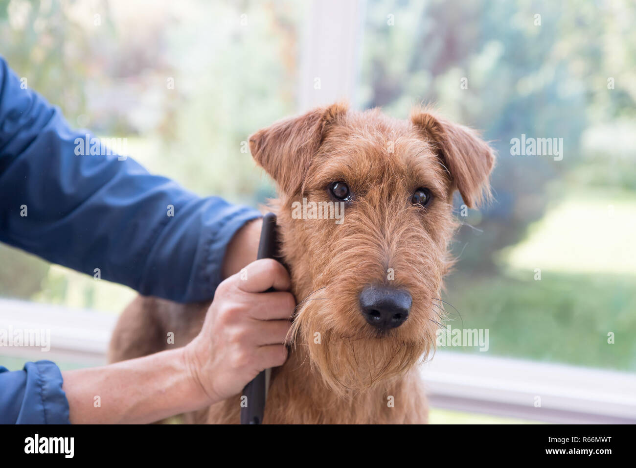 How Do Groomers Bathe A Irish Terrier