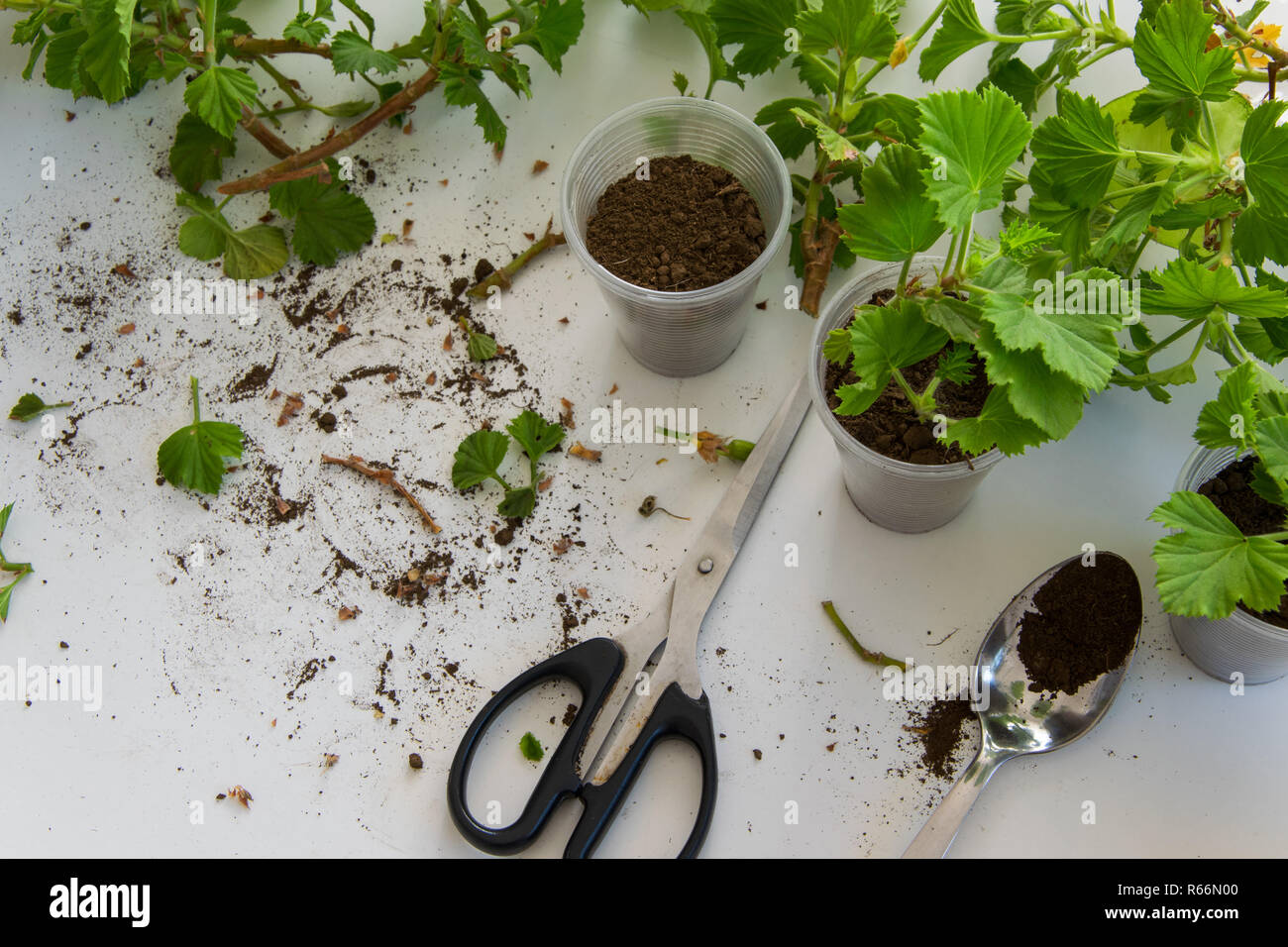 Rooting cuttings from Geranium plants in the plastic cups. DIY ...