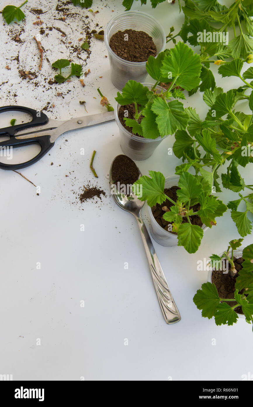 Rooting cuttings from Geranium plants in the plastic cups. DIY ...