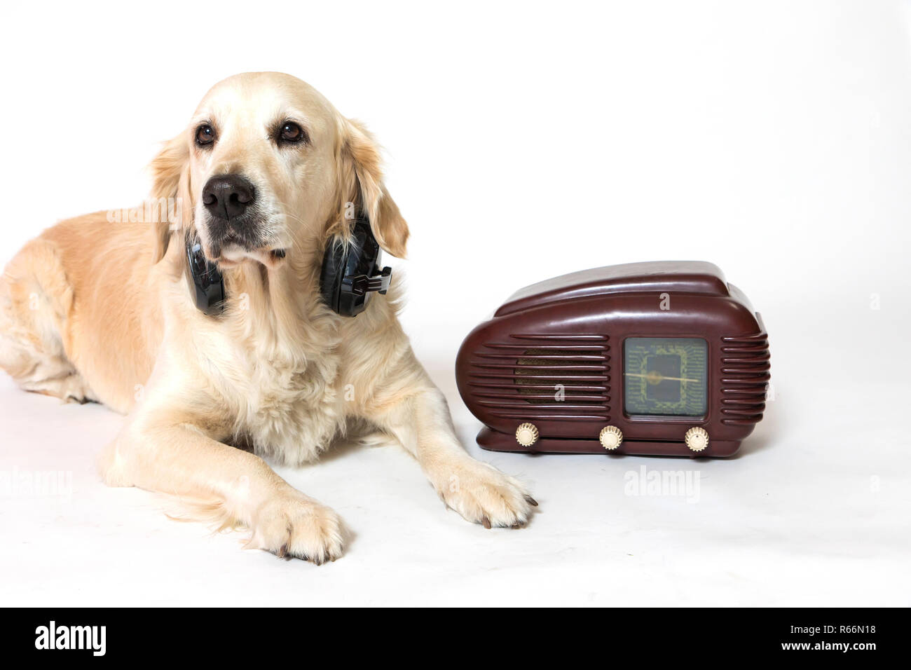 Golden Retriever Dog with headphones and a vintage radio Stock Photo ...