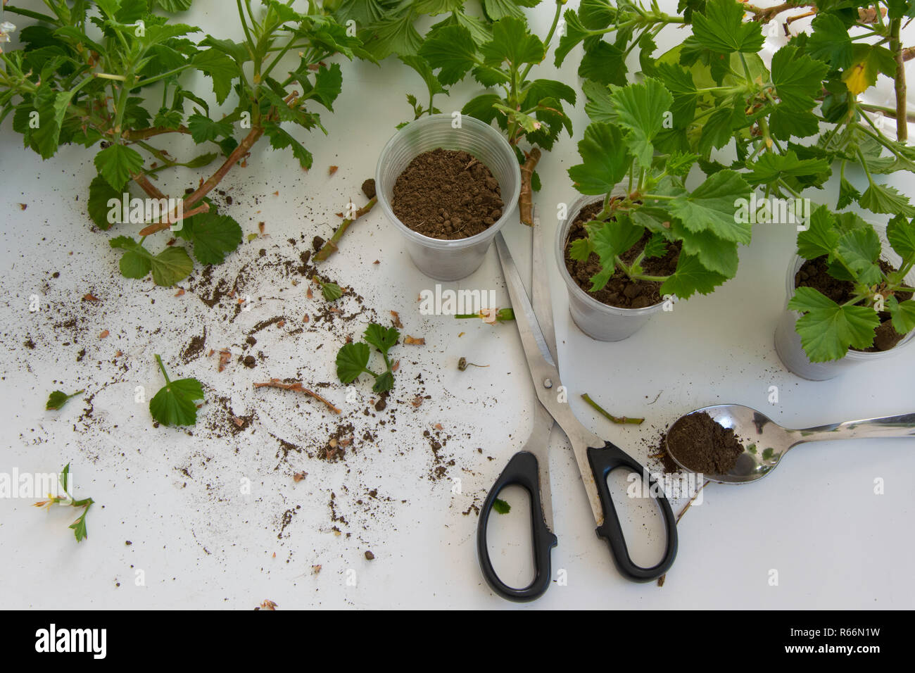 Rooting cuttings from Geranium plants in the plastic cups. DIY ...