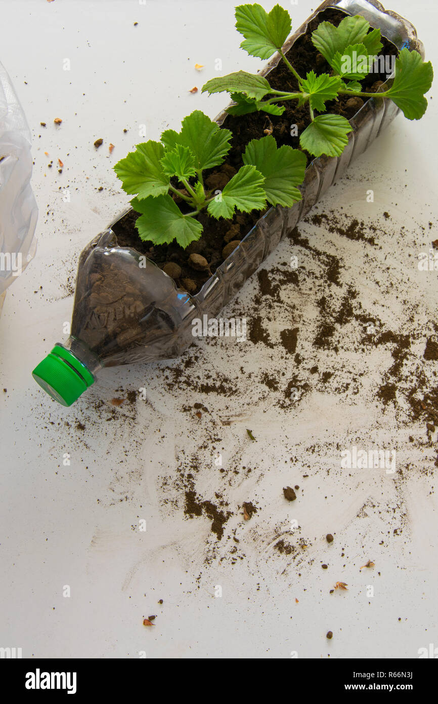 Rooting cuttings from Geranium plants in the plastic cups/bottle. DIY ...