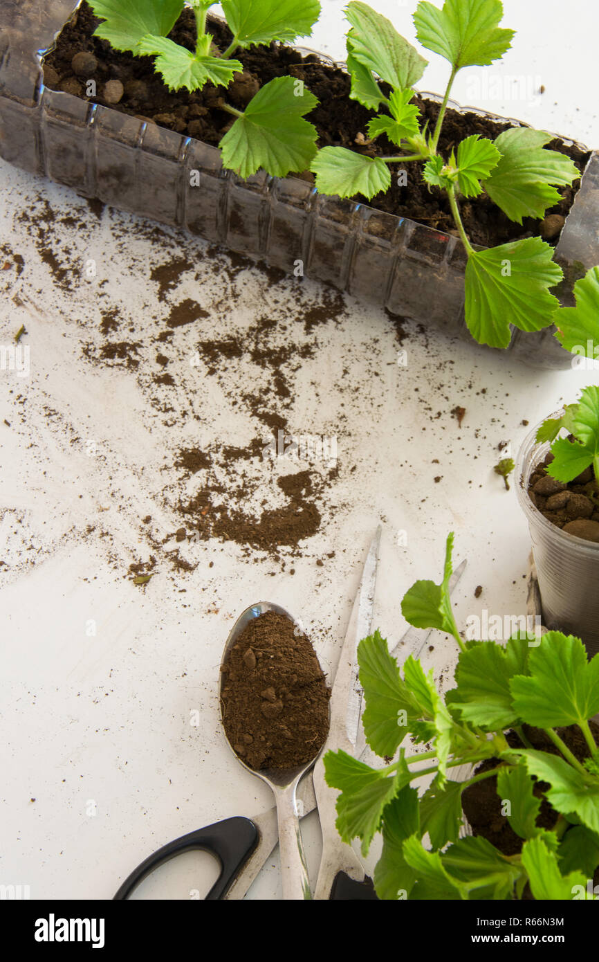 Rooting cuttings from Geranium plants in the plastic cups/bottle. DIY ...