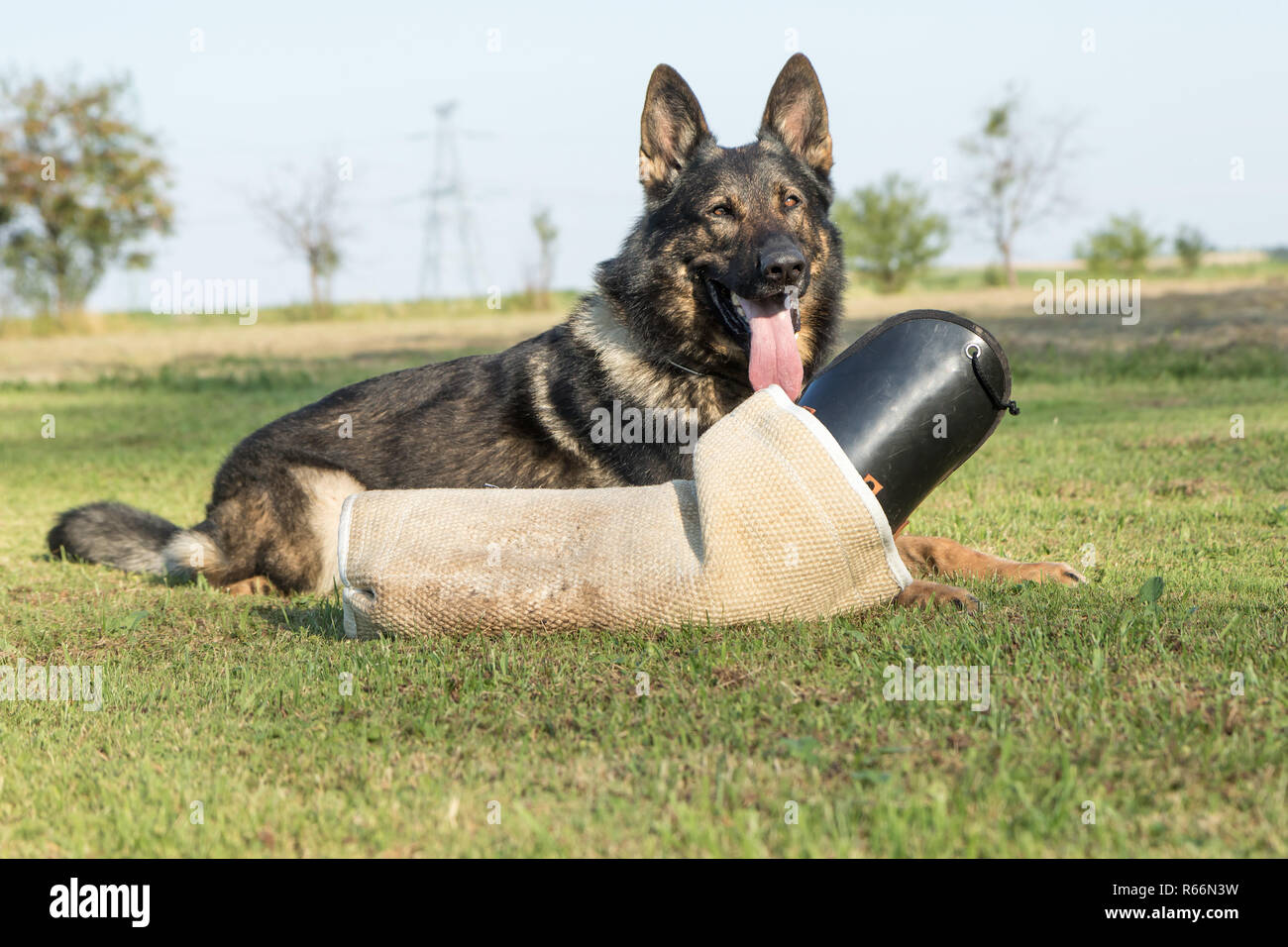 German Shepherd Bite Marks