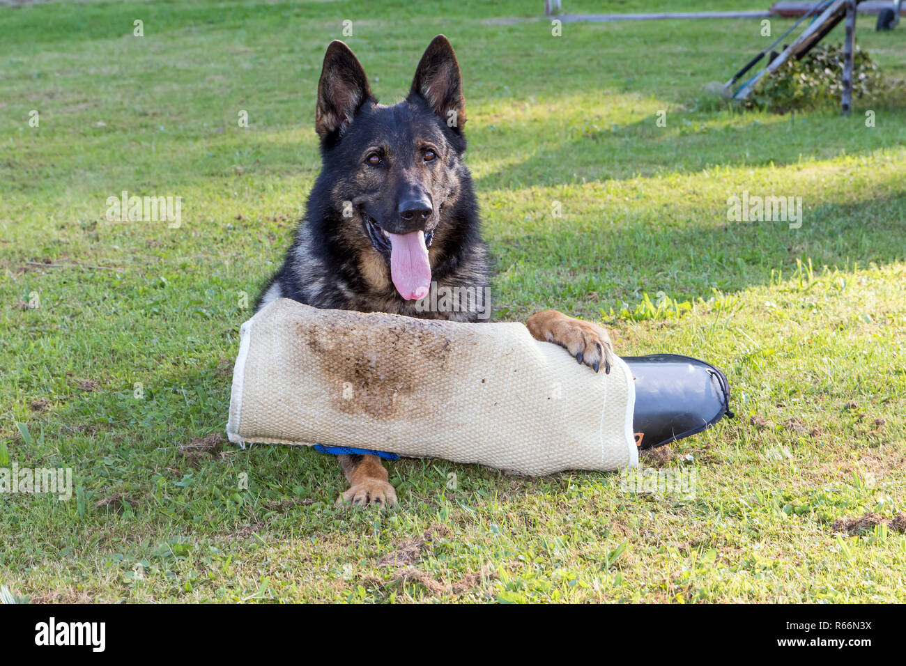 German Shepherd Bite Marks