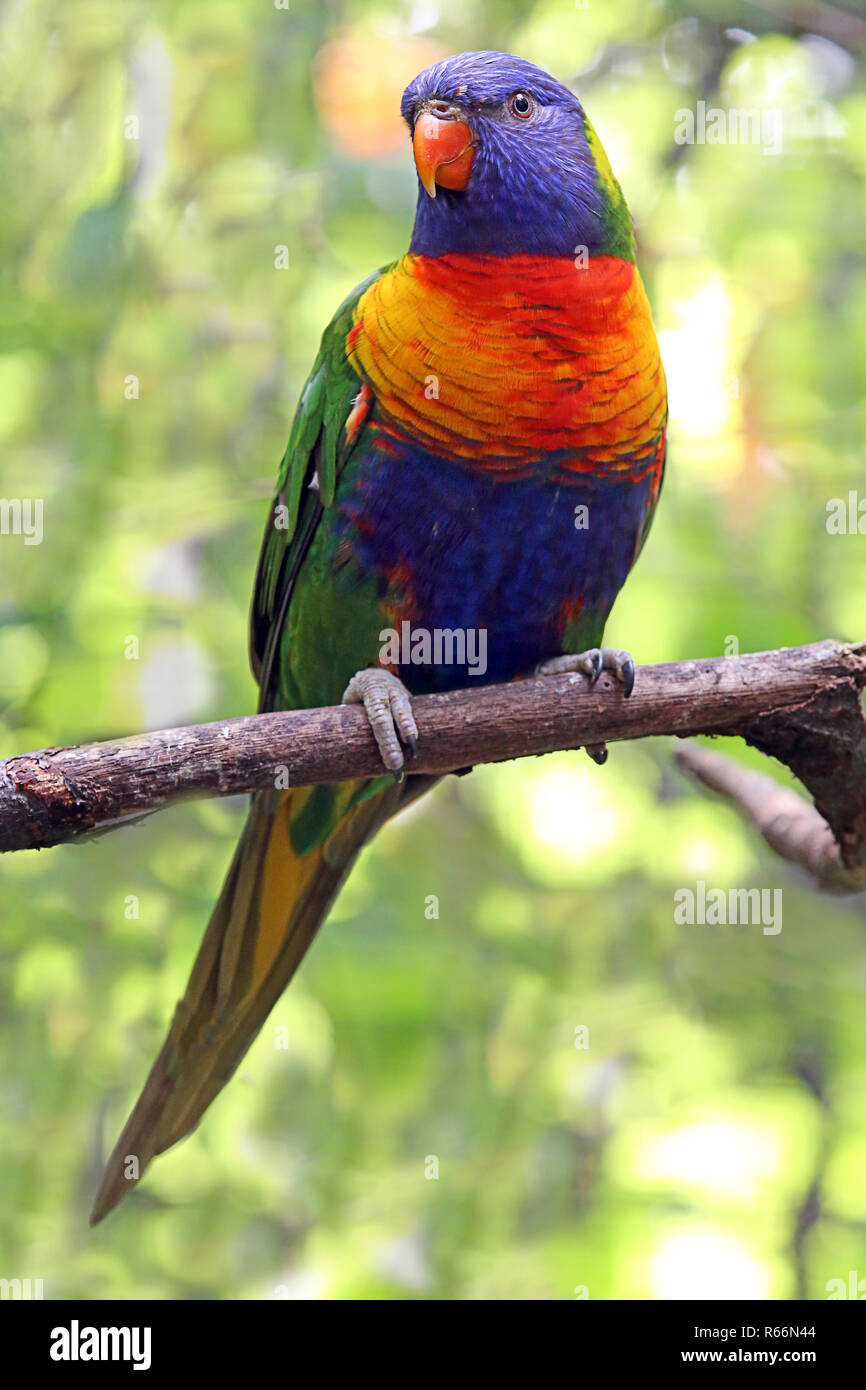 colorful mountain lory trichoglossus haematodus moluccanus Stock Photo ...