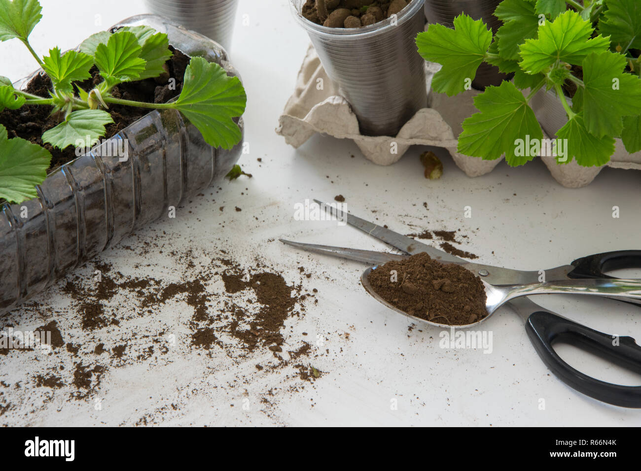Rooting cuttings from Geranium plants in the plastic cups/bottle. DIY ...