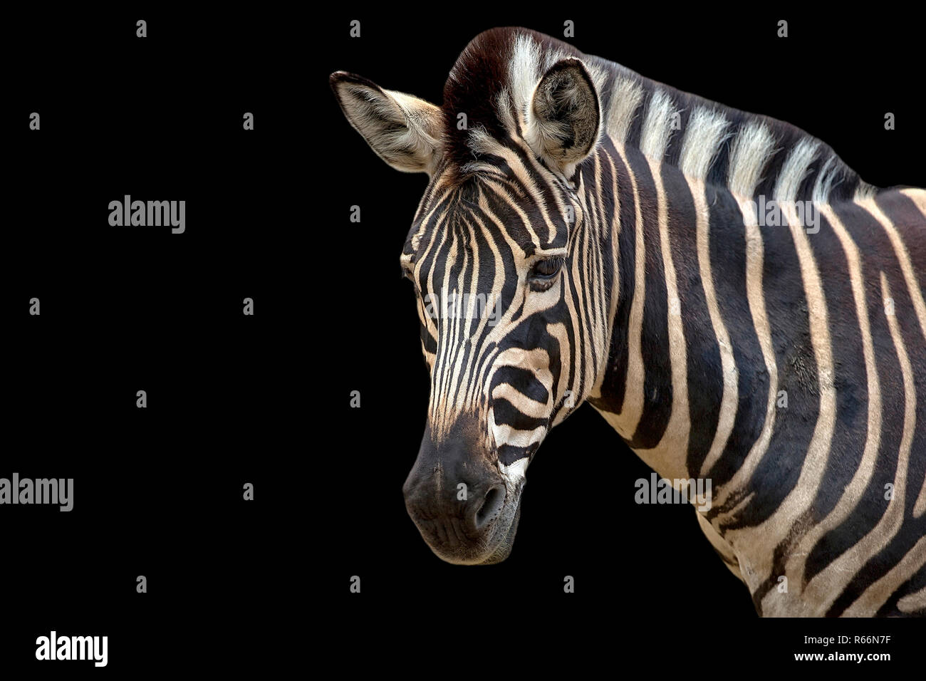 Zebra on a black background Stock Photo - Alamy