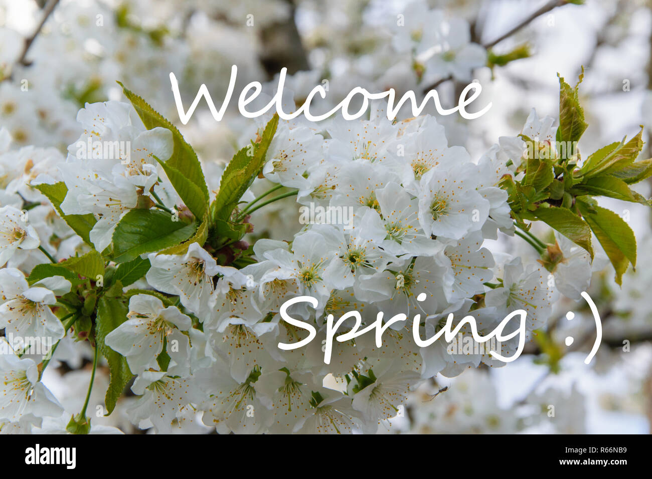 Delicate white cherries blossom flowers background with text "Welcome ...