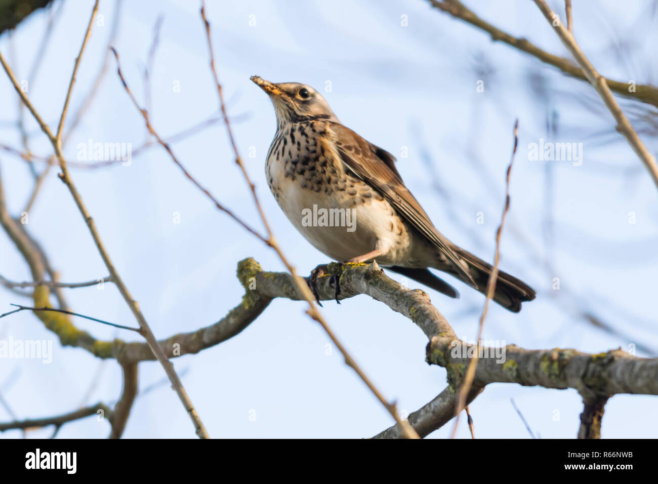 fieldfare (turdus pilaris Stock Photo - Alamy