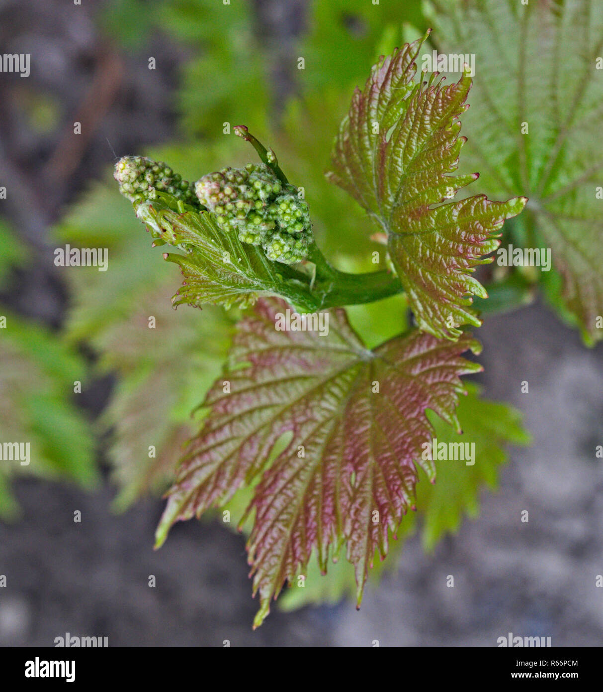 Grapevine starting to grow small grapes Stock Photo - Alamy