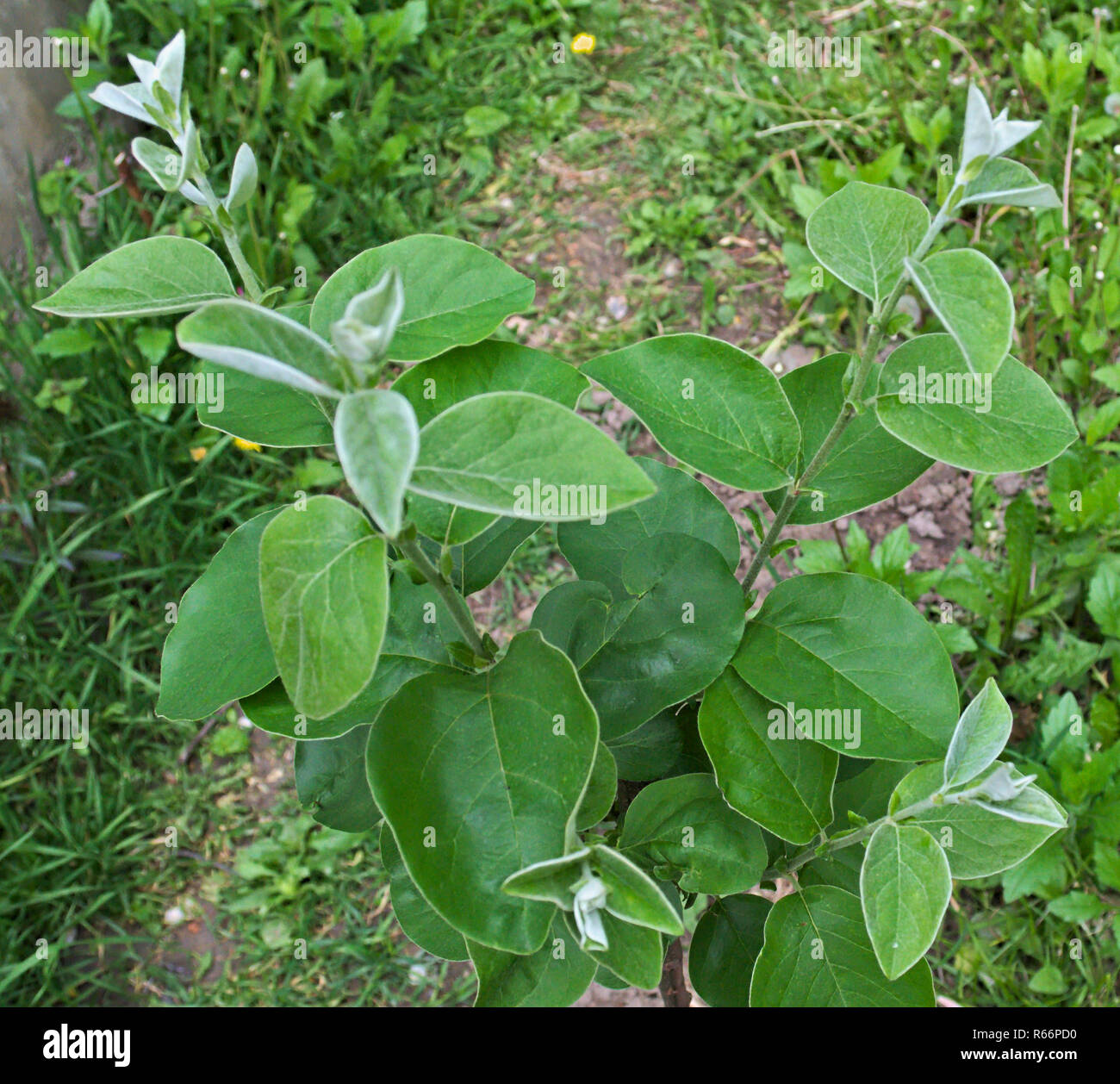 Young quince tree growing hi-res stock photography and images - Alamy
