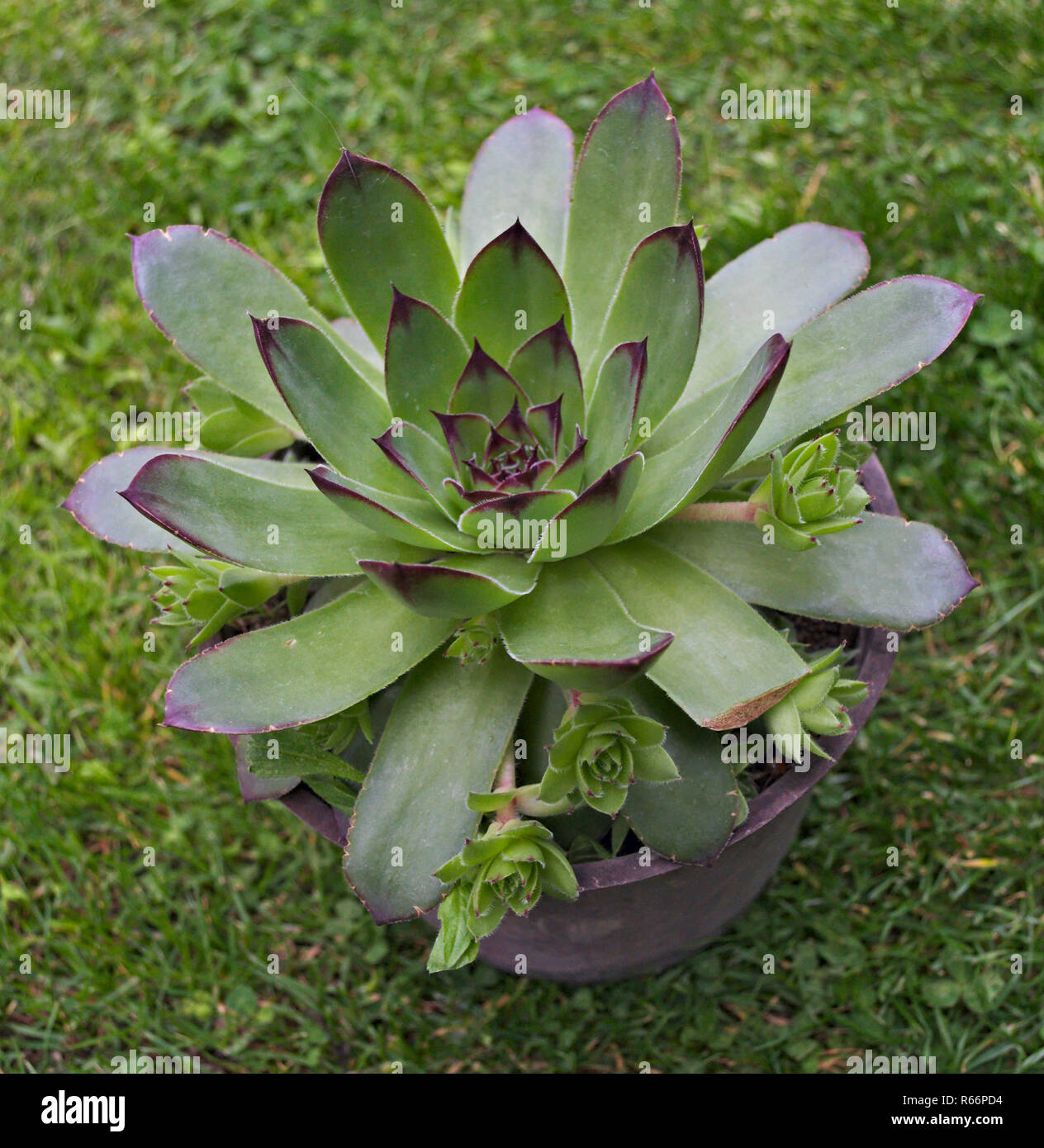House keeper hi-res stock photography and images - Alamy