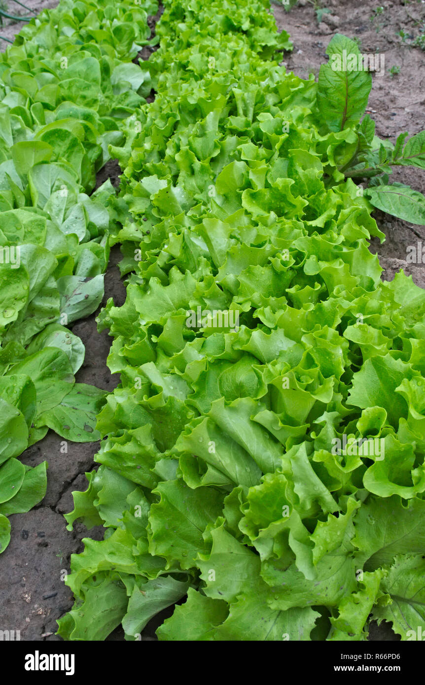 Rows of lettuce growing in garden Stock Photo - Alamy