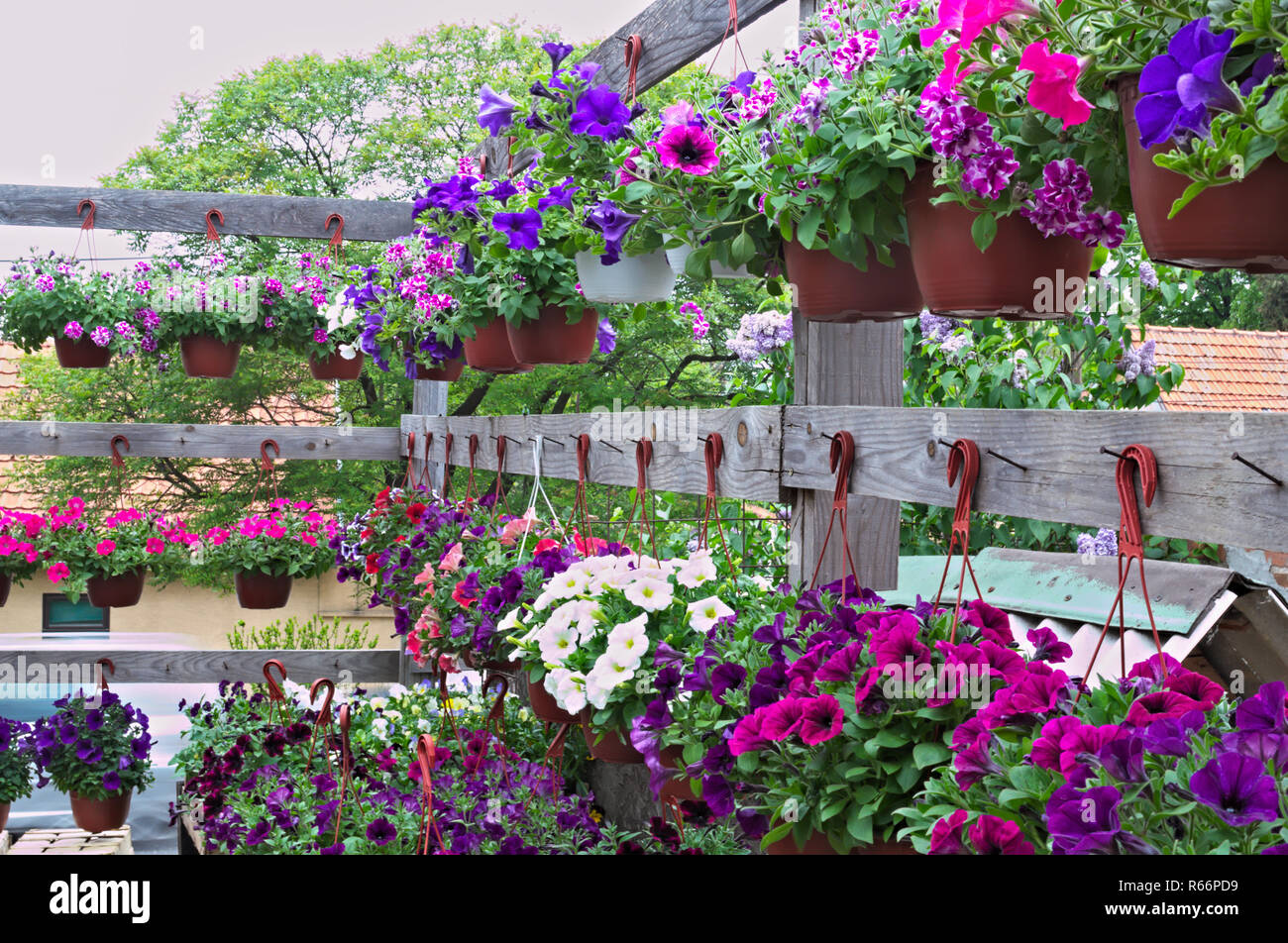 Abundance of blooming plants on display in flower shop Stock Photo - Alamy