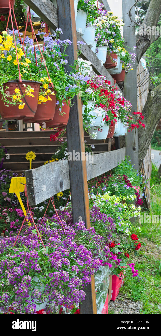Abundance of blooming plants on display in flower shop Stock Photo - Alamy