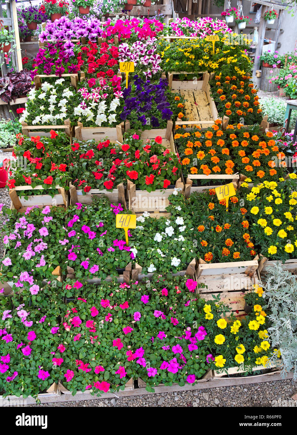 Abundance of blooming plants on display in flower shop Stock Photo - Alamy