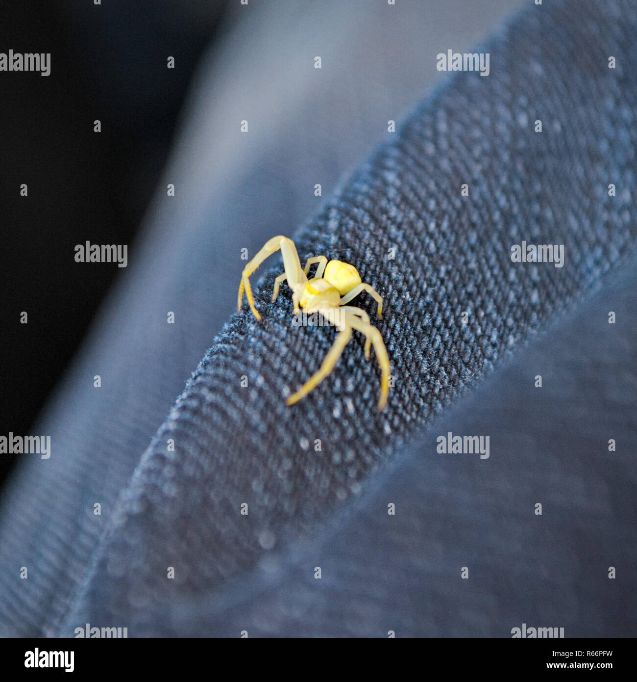 Insect on jeans hi-res stock photography and images - Alamy