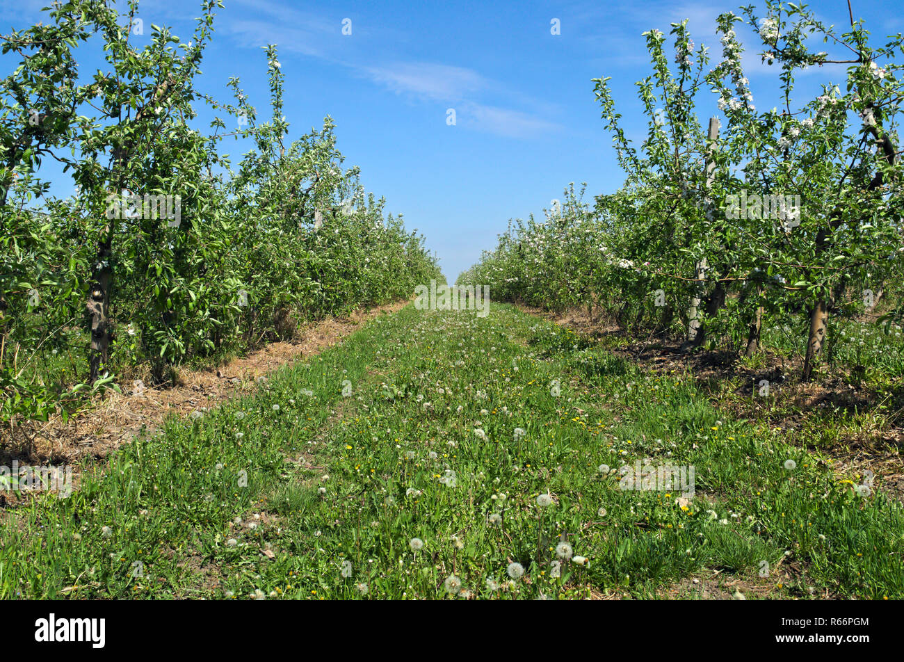 Apple orchard at spring Stock Photo - Alamy