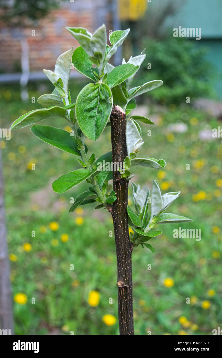 Young quince tree growing hi-res stock photography and images - Alamy