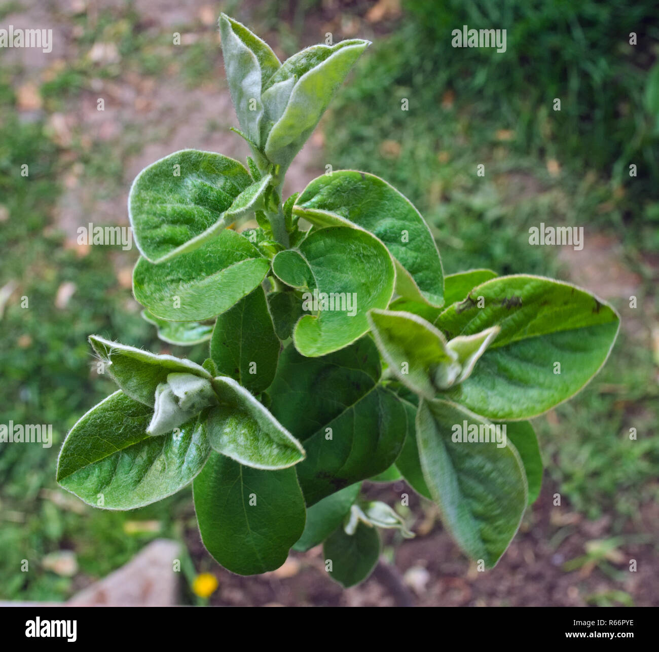 Young quince tree starting vegetation at spring Stock Photo - Alamy