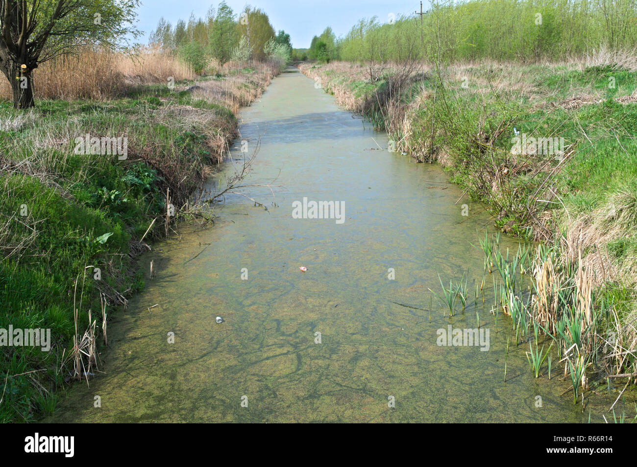 Irrigation channel became swamp Stock Photo - Alamy