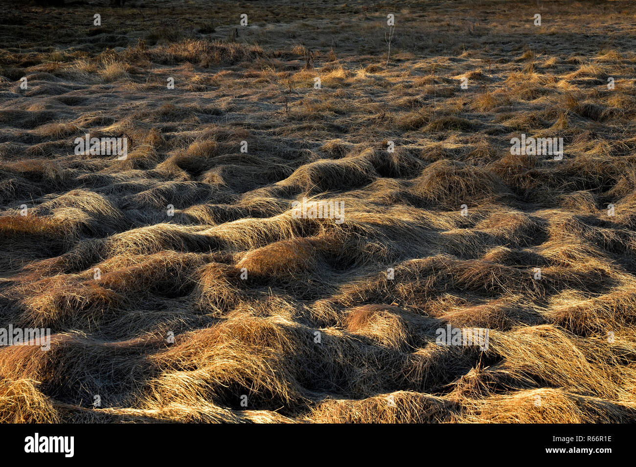 Mounds of grass mixing light and shadow Stock Photo - Alamy