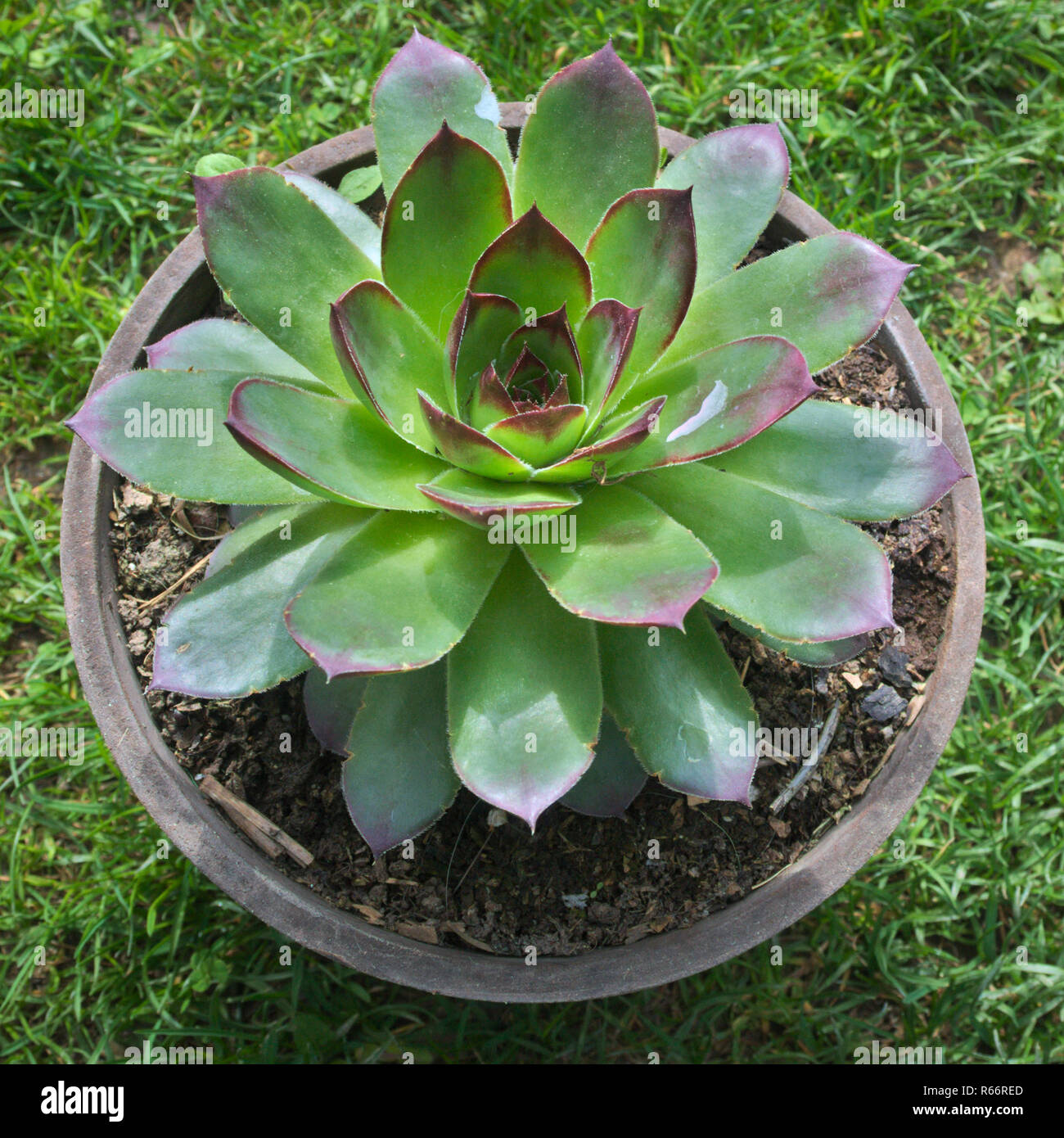 Keeper of botany hi-res stock photography and images - Alamy