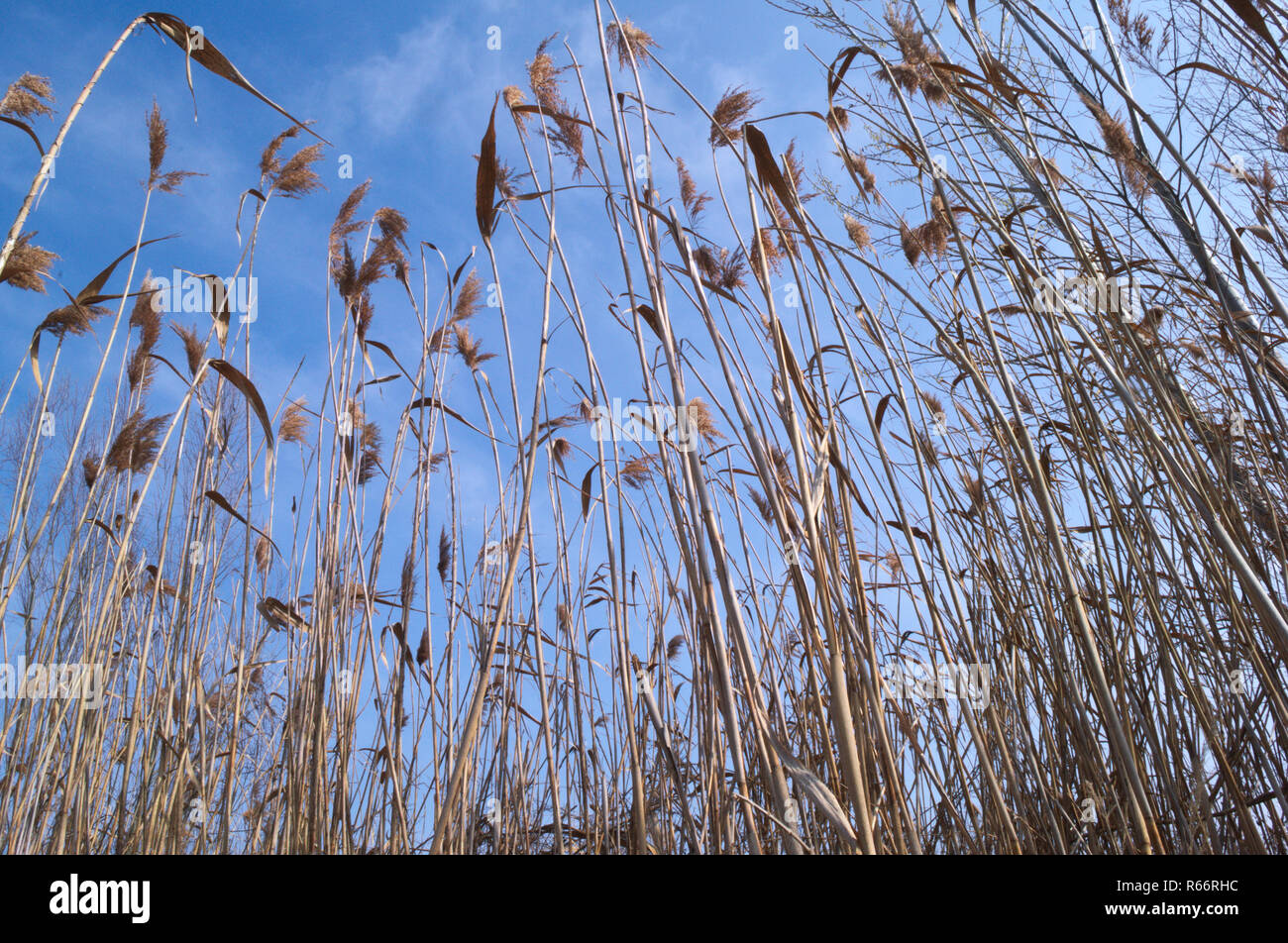 Dry reed from lower angle Stock Photo - Alamy