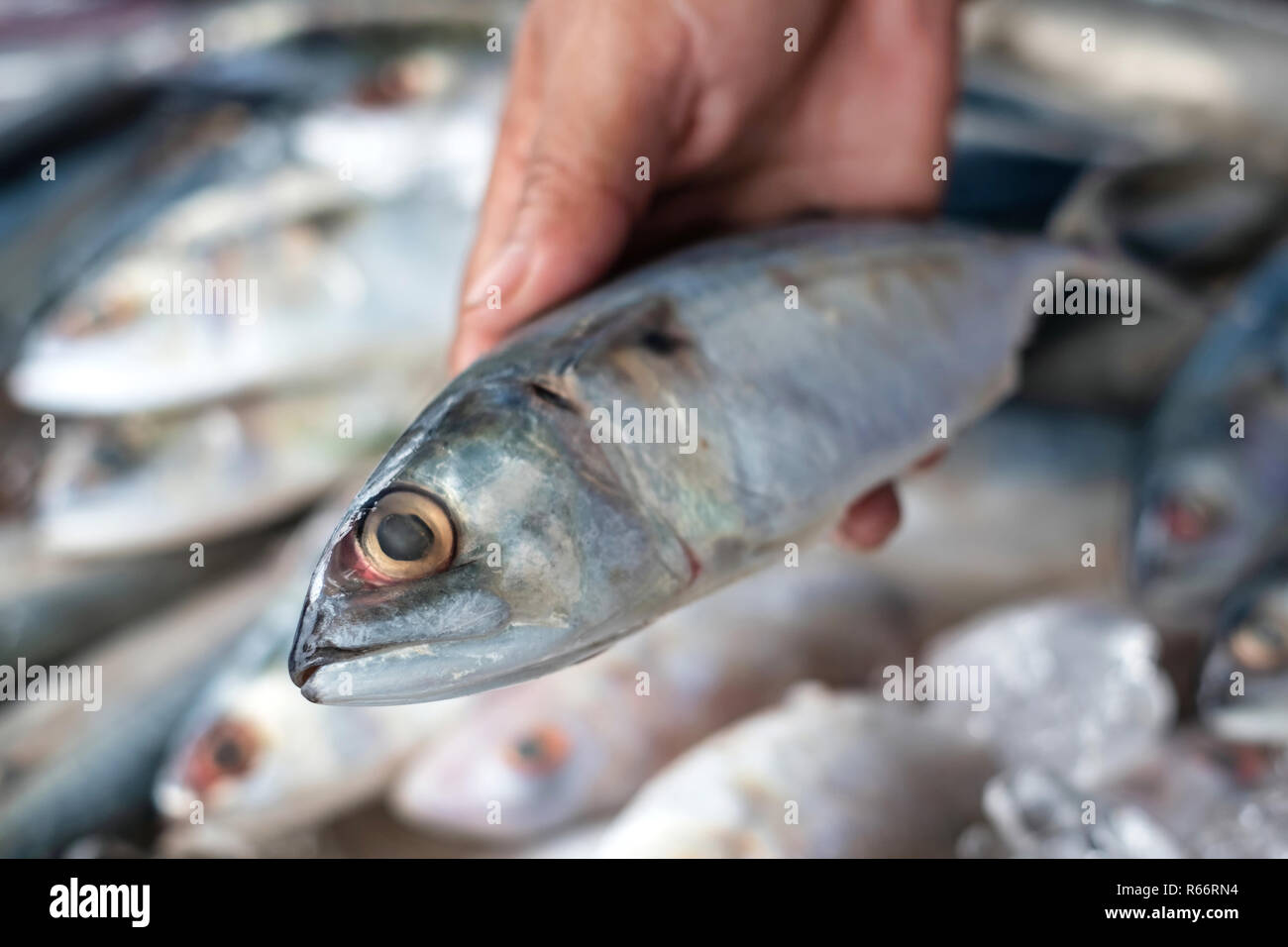 Close up of fresh mackerel holding in hand of merchant in a local ...