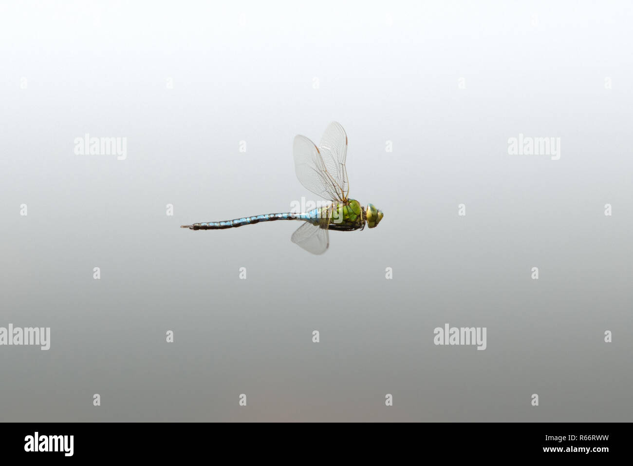 dragonfly in flight Stock Photo - Alamy