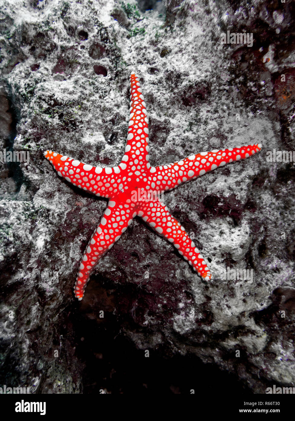 Hurghada starfish hi-res stock photography and images - Alamy