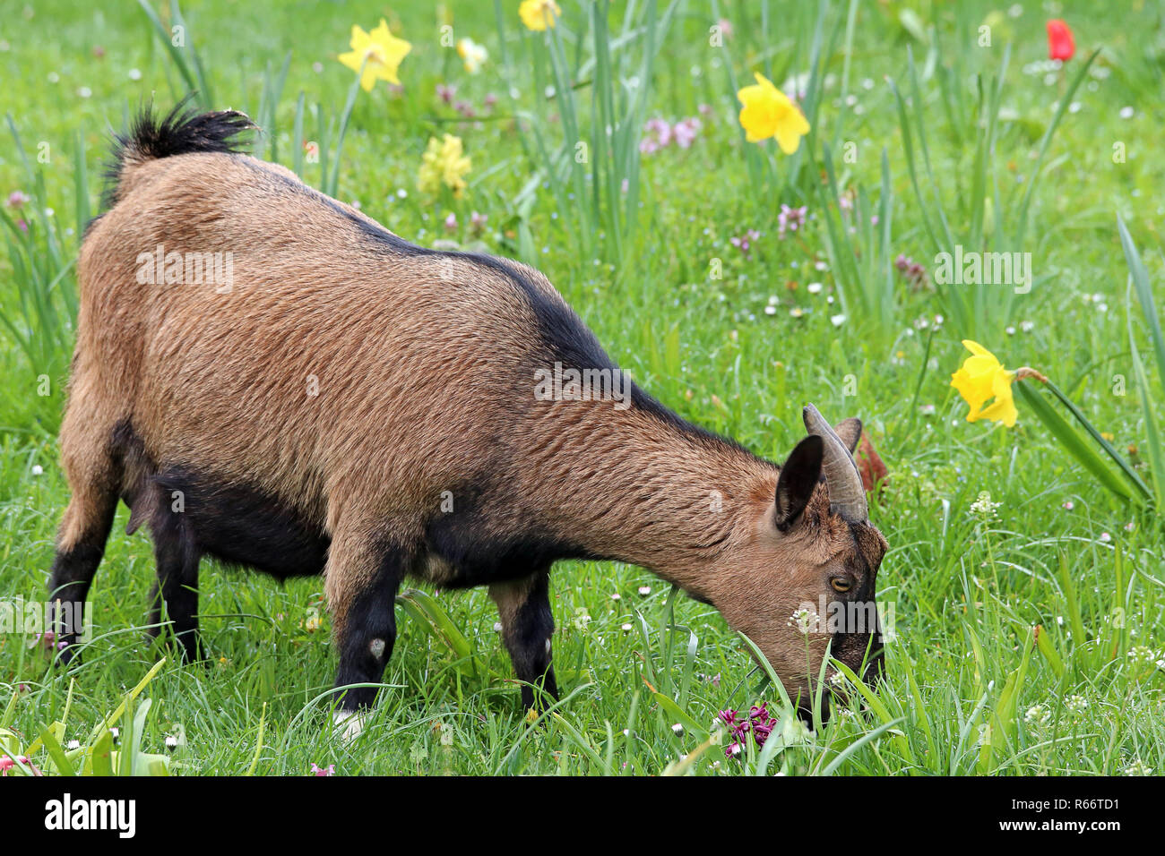 goat on spring meadow Stock Photo - Alamy