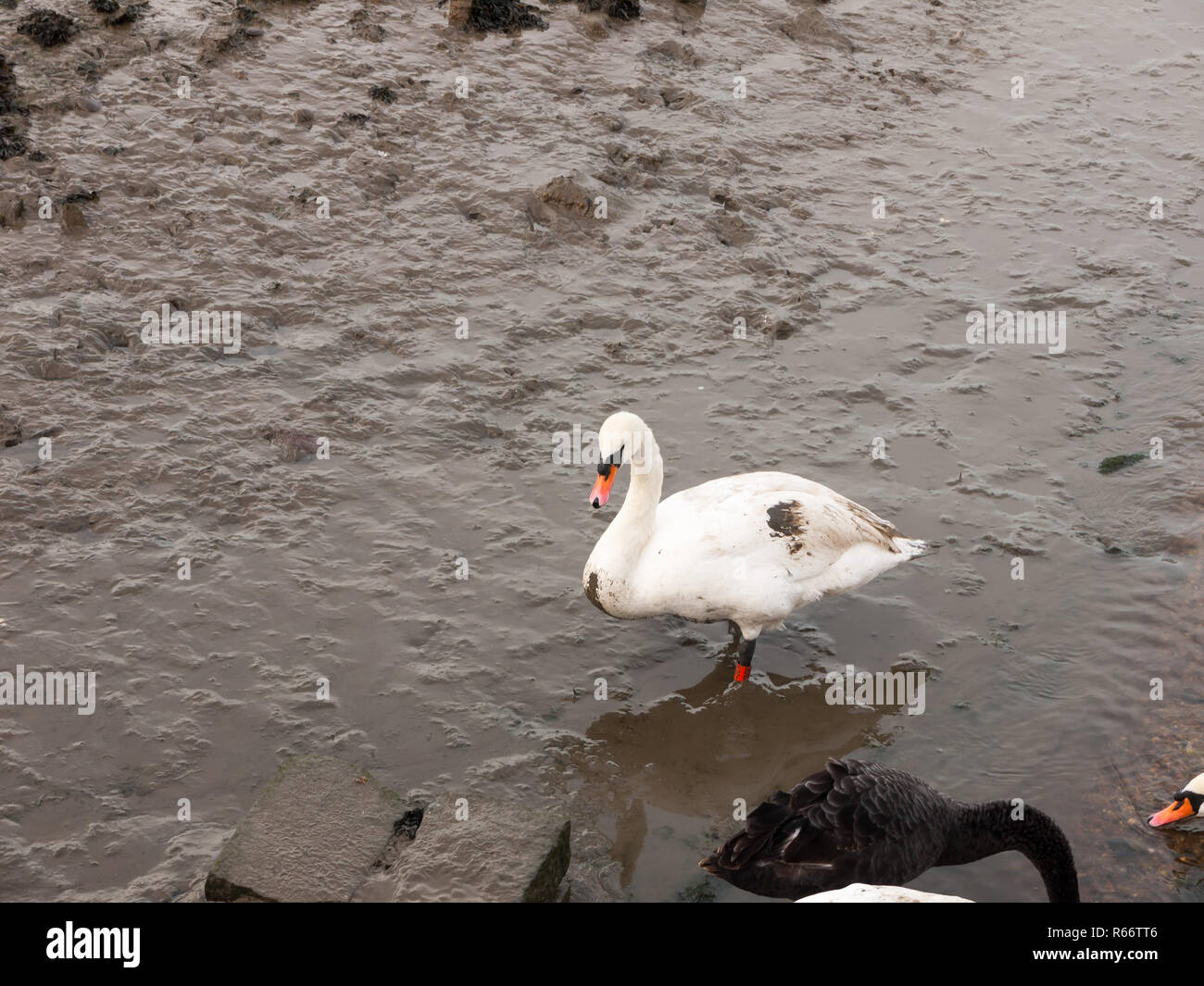 Swan from the neck up hi-res stock photography and images - Alamy