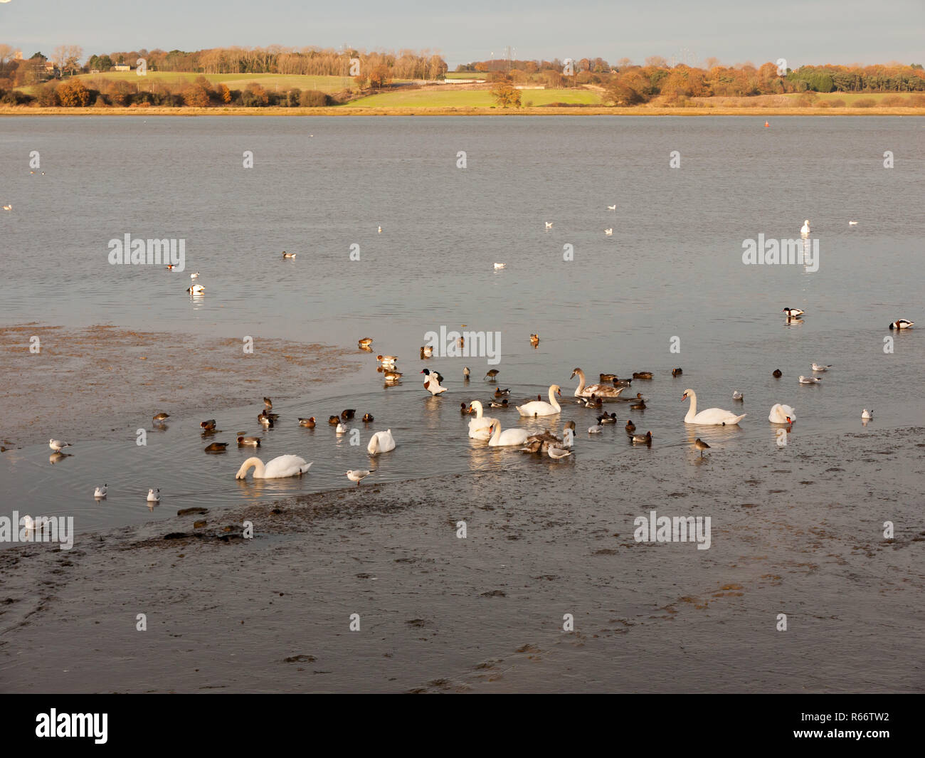 Mudflat habitat birds hi-res stock photography and images - Alamy