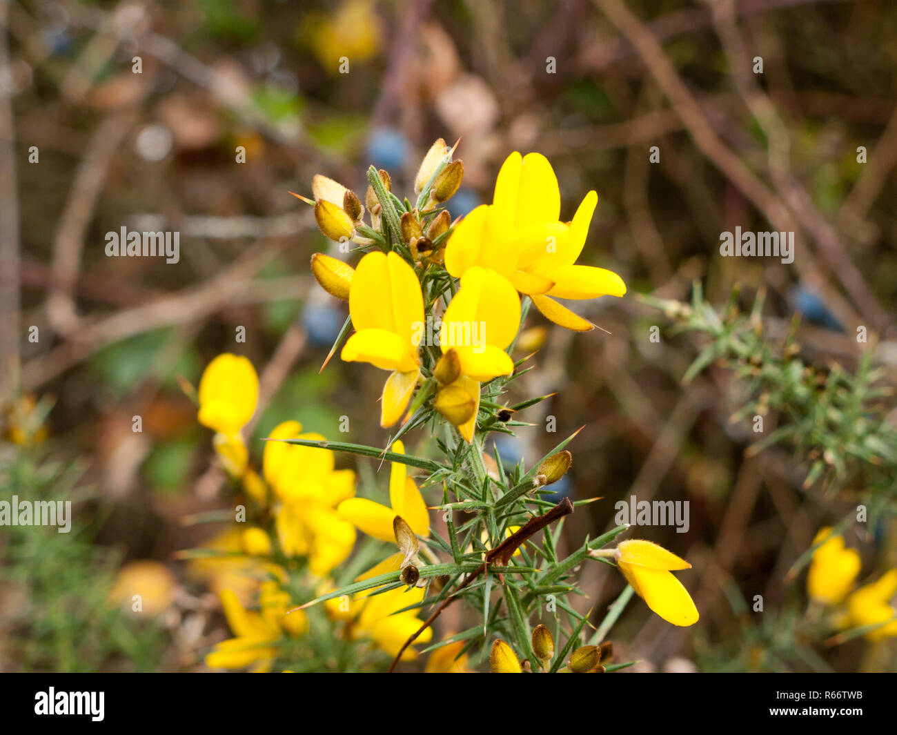 beautiful golden yellow small gorse broom flowers buds blossom Stock ...