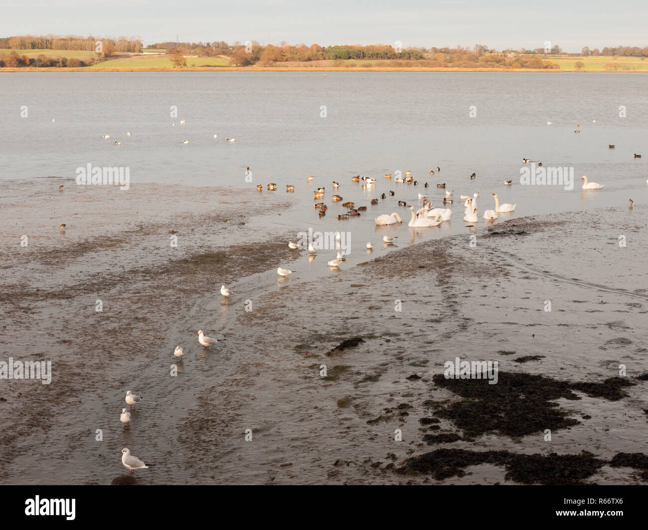 Mudflat habitat birds hi-res stock photography and images - Alamy