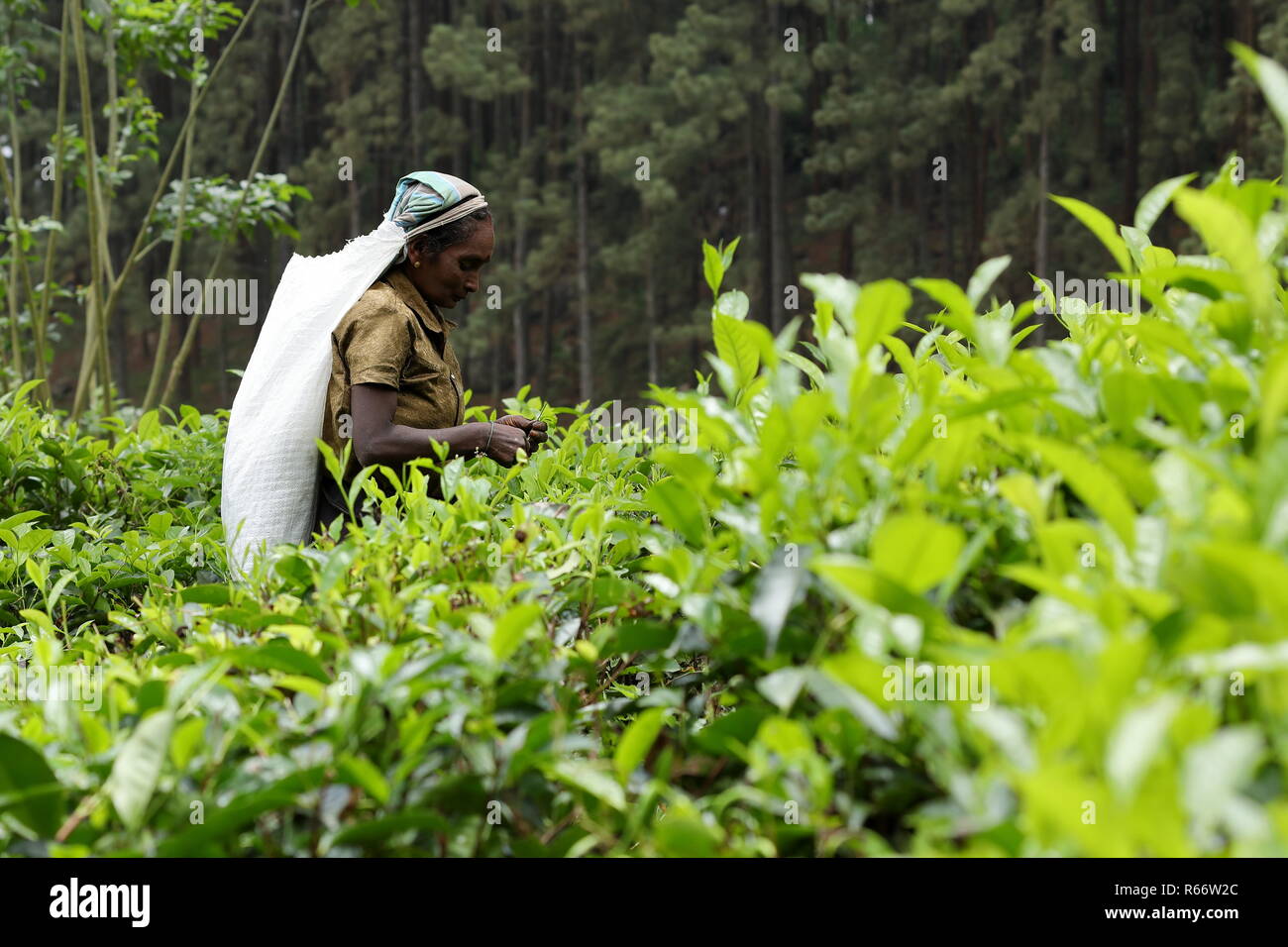 tea production and tea pickers in sri lanka Stock Photo - Alamy