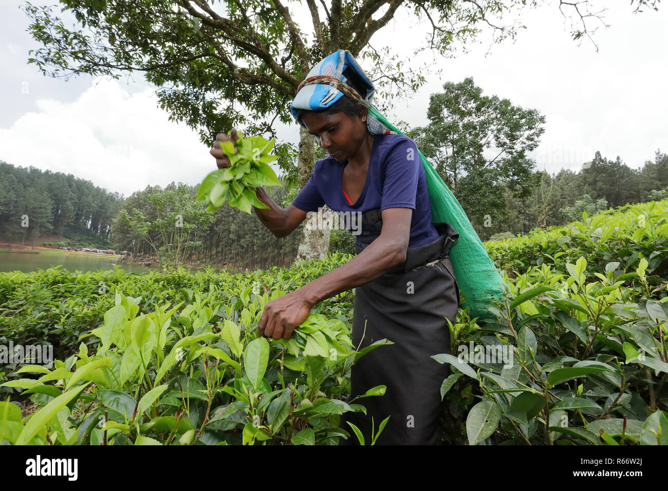 tea production and tea pickers in sri lanka Stock Photo - Alamy