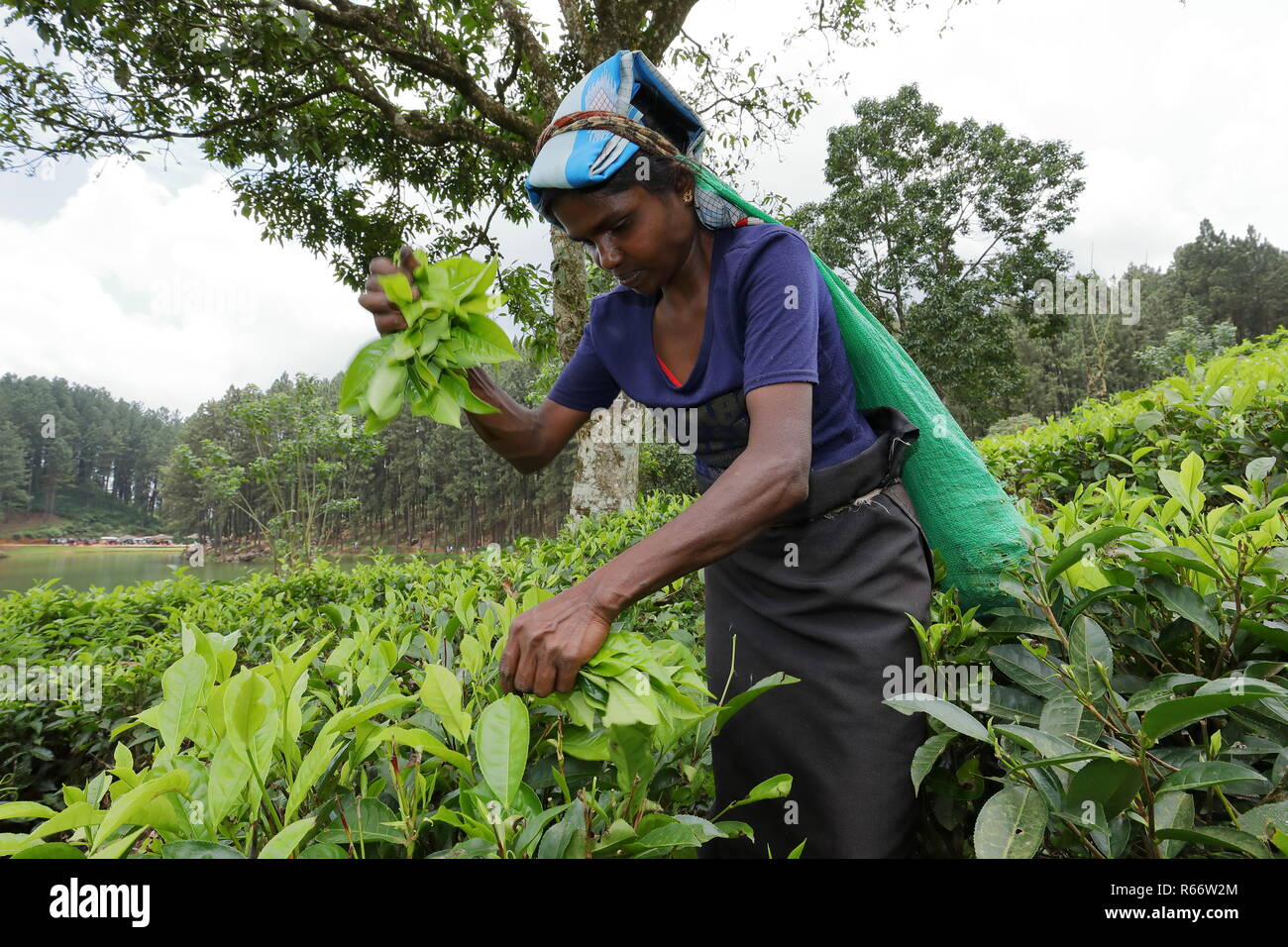 tea production and tea pickers in sri lanka Stock Photo - Alamy