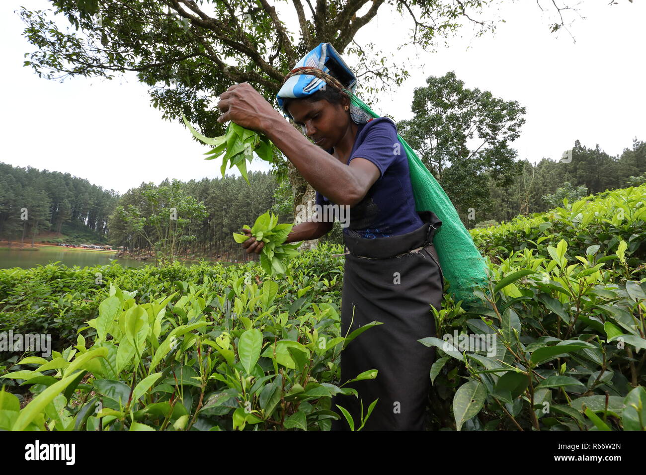 tea production and tea pickers in sri lanka Stock Photo - Alamy