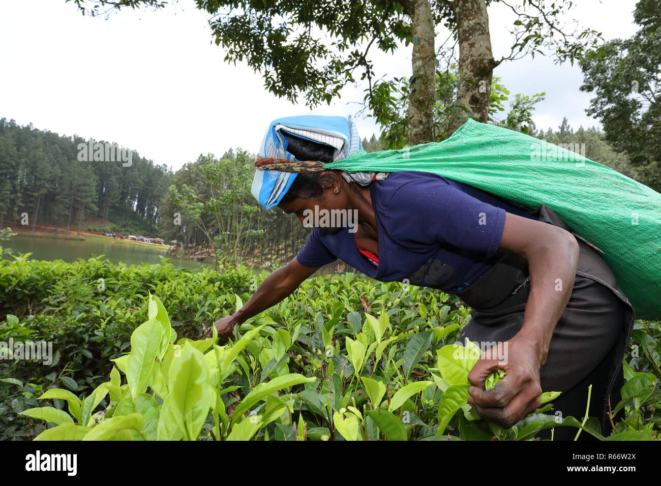 tea production and tea pickers in sri lanka Stock Photo - Alamy