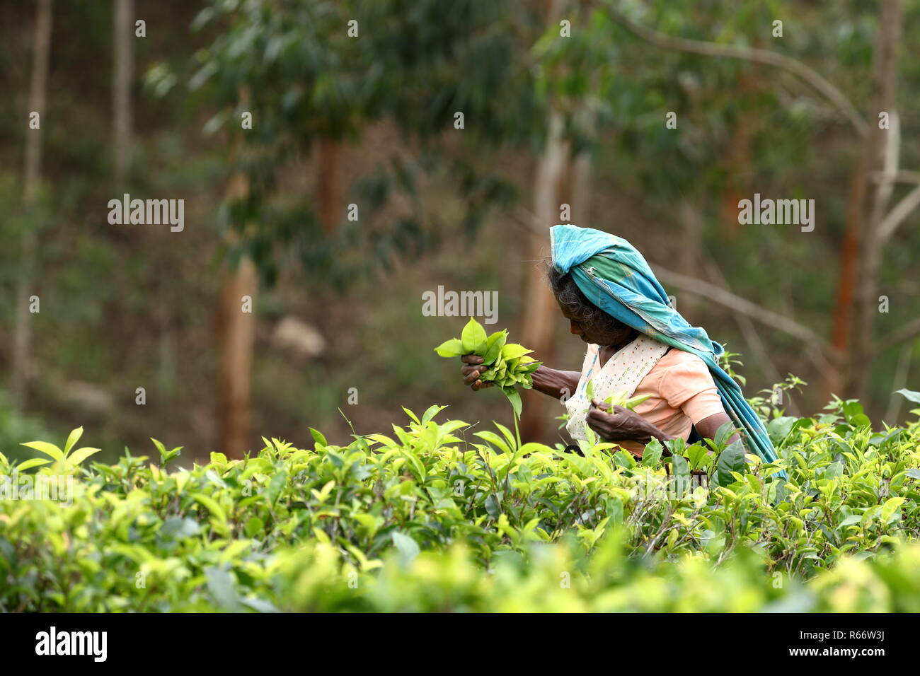 tea production and tea pickers in sri lanka Stock Photo - Alamy