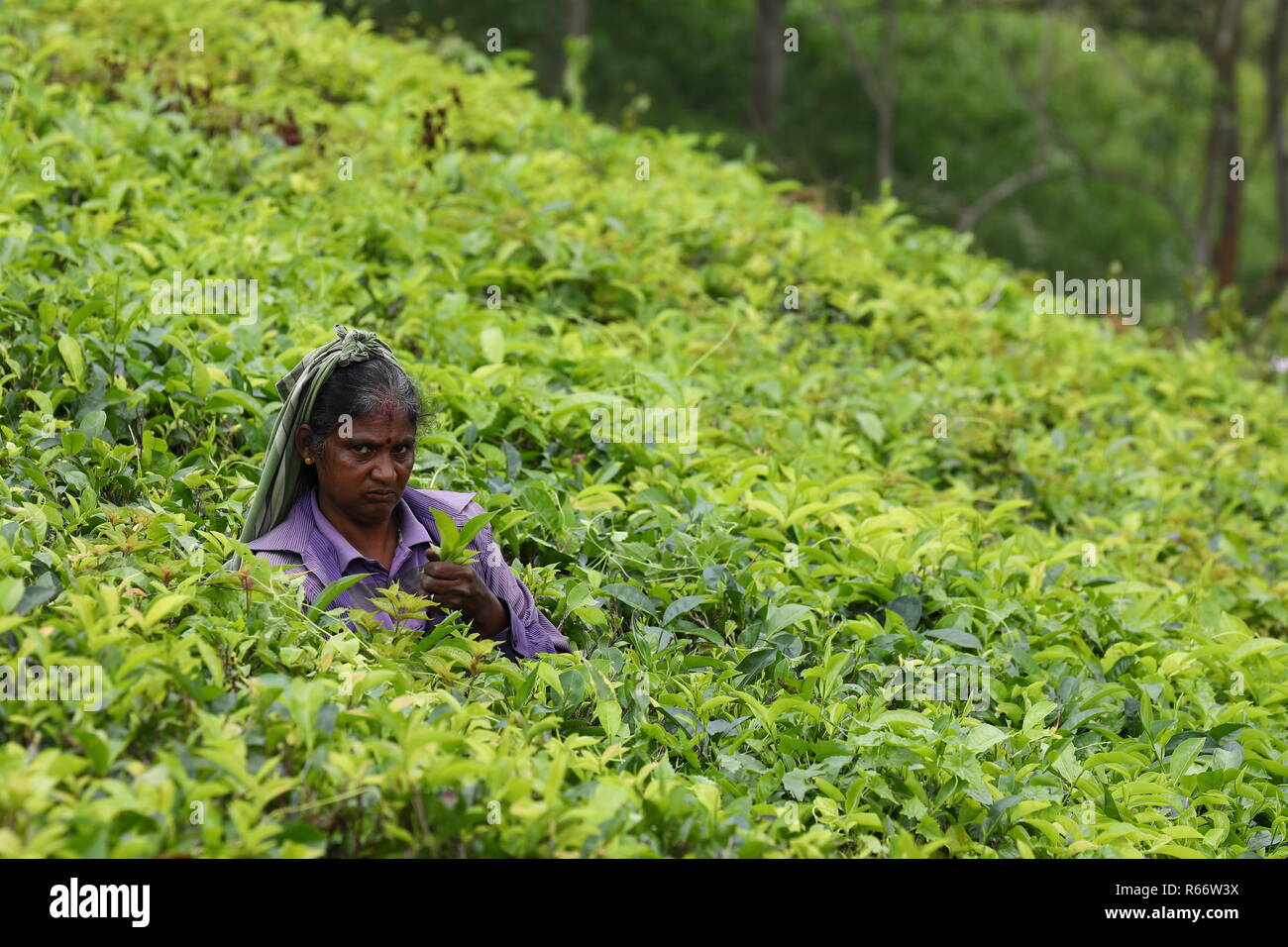 tea production and tea pickers in sri lanka Stock Photo - Alamy