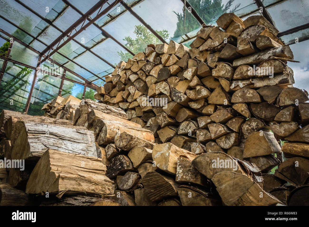Wheel of fire tree hi-res stock photography and images - Alamy